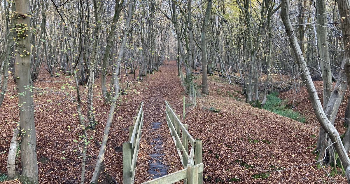 Bayford Circular: a late summer walk in Hertfordshire - Ramblers